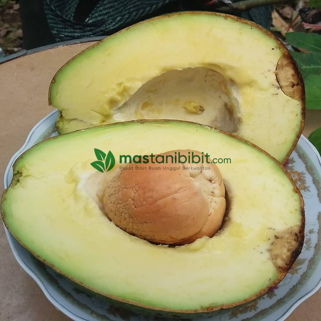 Bibit Alpukat - mastanibibit.com
